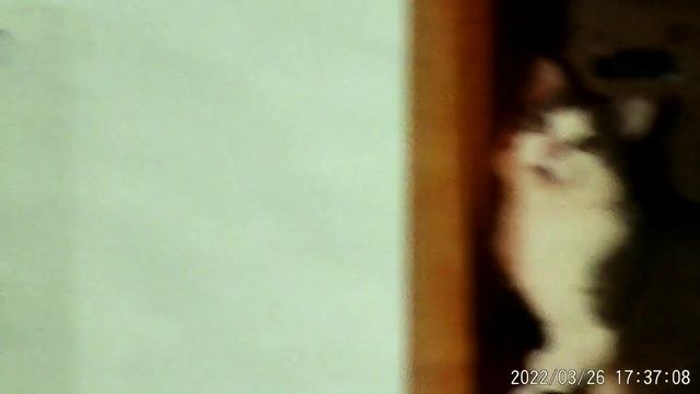 Доска объявлений о животных. улица Цюрупы дом 3. март 2022.mp4