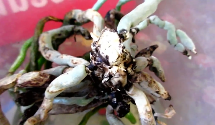 Орхидеи. Лучший метод размножение корнями.Часть 4. Orchids. Reproduction by roots. Part 4. .mp4