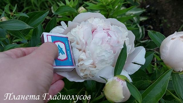 Махровый розовидный плотный Пион Festiva Maxima Фестива Максима