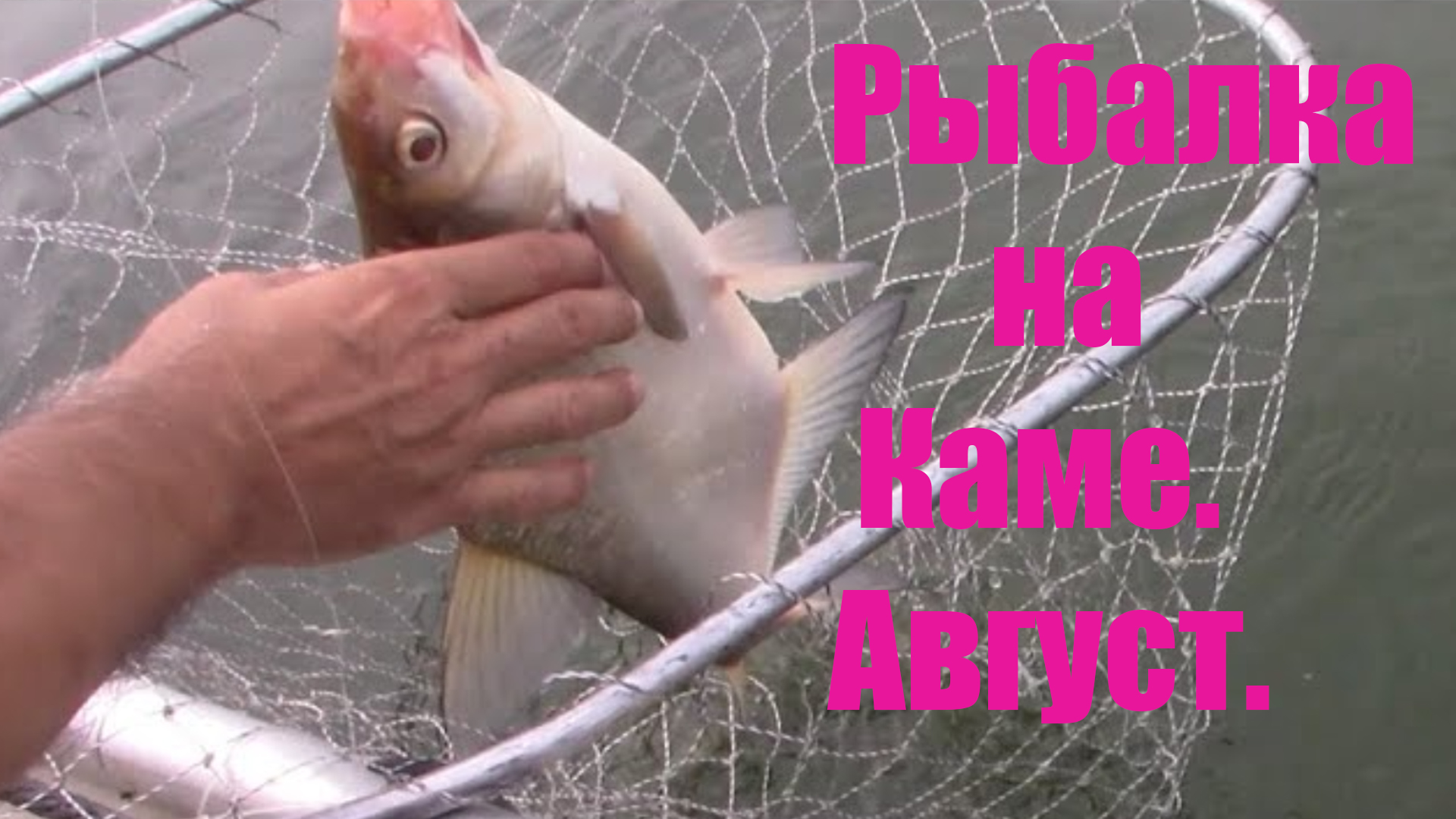 Рыбалка на Каме . Август. Неплохой улов.