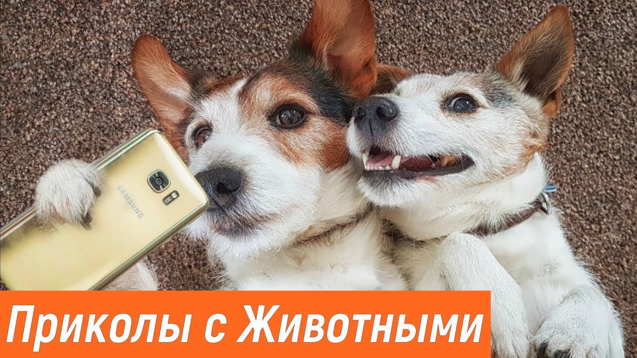 Я РЖАЛ ЦЕЛЫЙ ЧАС?ПРИКОЛЫ С КОШКАМИ И СОБАКАМИ/ СМЕШНЫЕ ЖИВОТНЫЕ 2022⭐ПОПРОБУЙ НЕ ЗАСМЕЯТЬСЯ!?