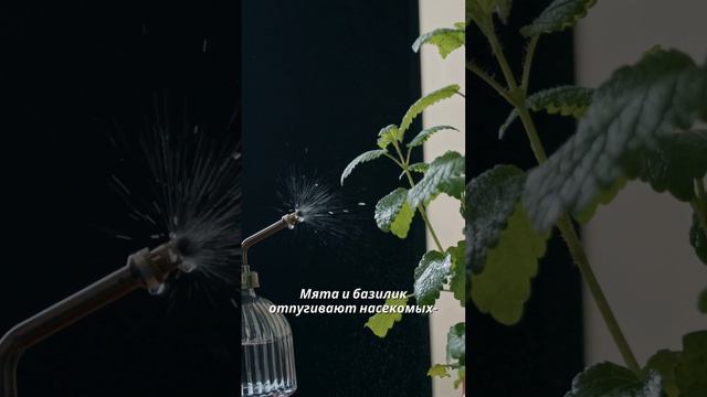 Мята и базилик 🌿