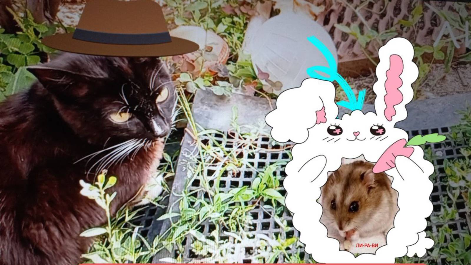 Как отреагирует кошка на хомяка гуляющего в прогулочном шаре на улице.