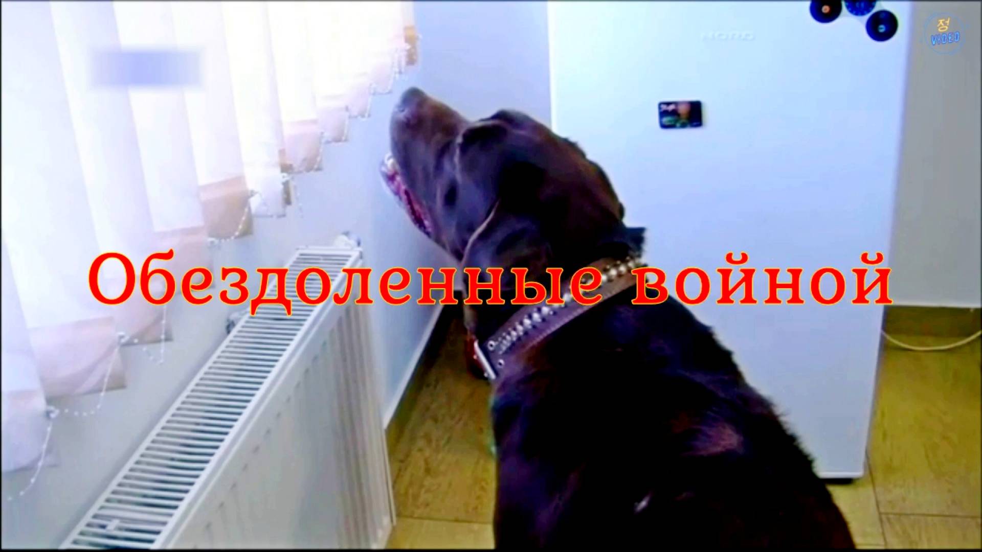 Обездоленные войной БРАТЬЯ НАШИ МЕНЬШИЕ.