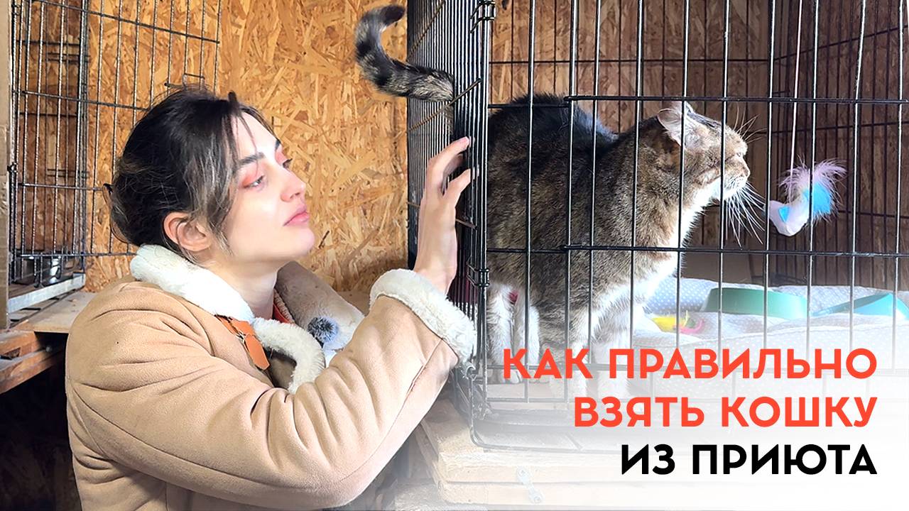 Берём кошку из приюта. Как это сделать правильно.