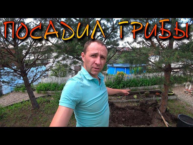 Борьба с одуванчиками. Домашние грибы. Сходил на рыбалку