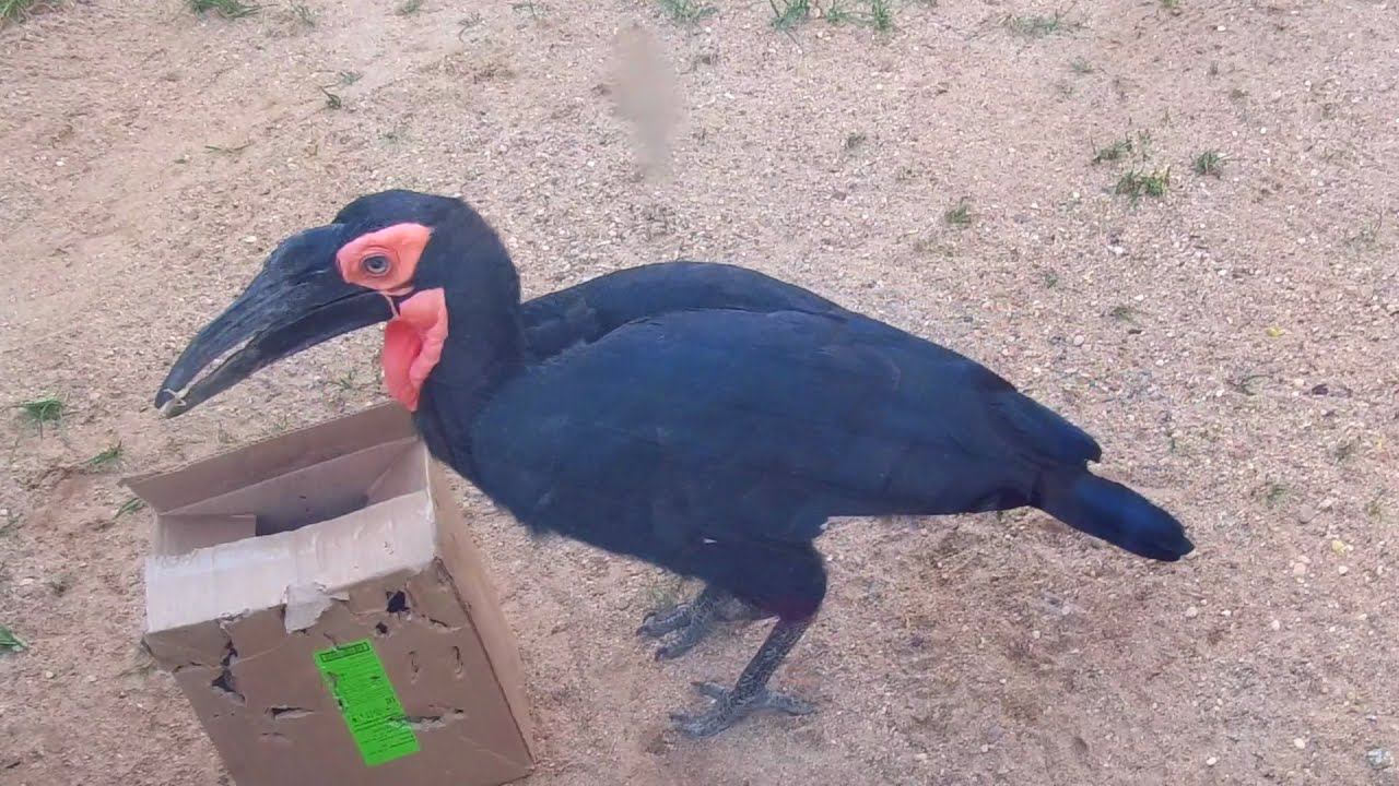 Кафрский рогатый ворон на охоте. Гость из Африки