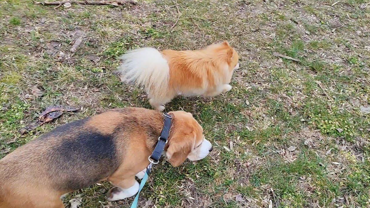 В лес! Слушать дятла и ловить сороку. Бигль Буля и шпиц Фокс