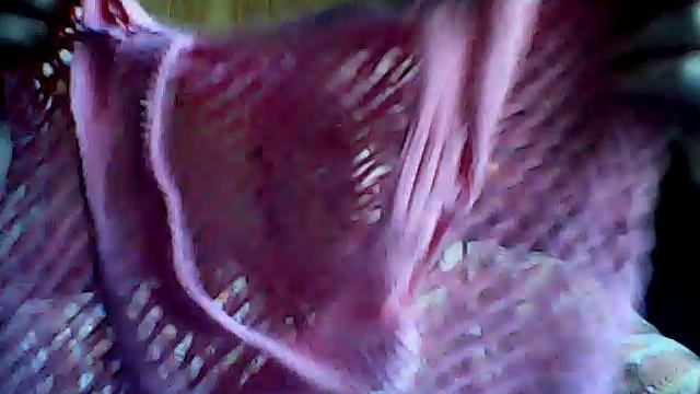 Розовая авоська, связанная мною