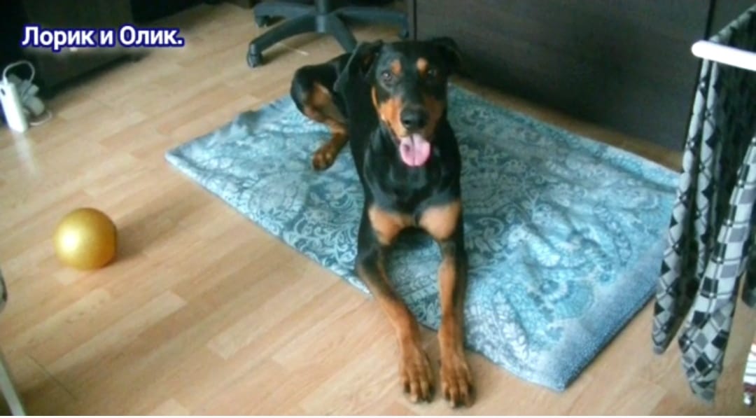 Доберман Лорд. Наши домашние развлекашки. Скучаем.