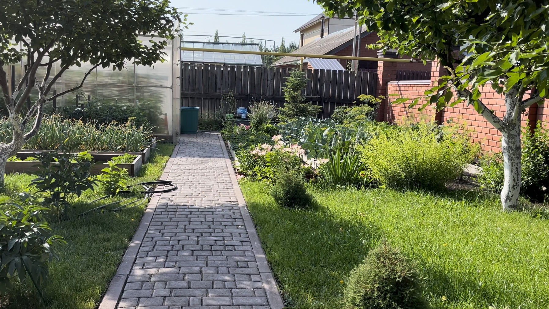 Утренний обход. Краткий обзор огорода 07.07.23г.