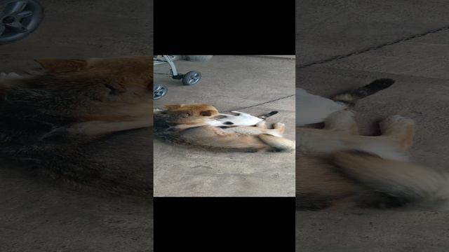 Две подруги отдыхают 😁