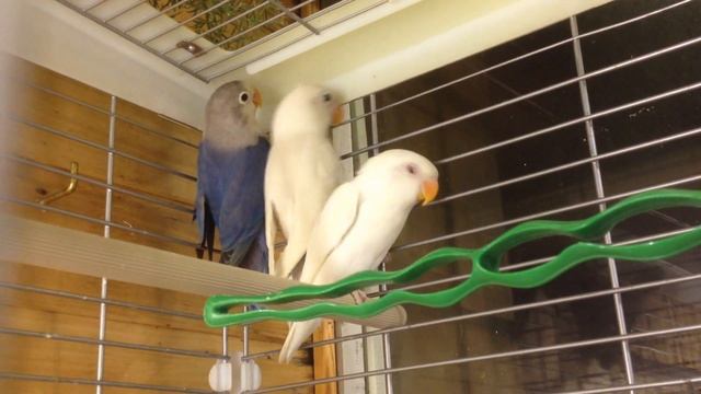 Неразлучники Масковые альбино