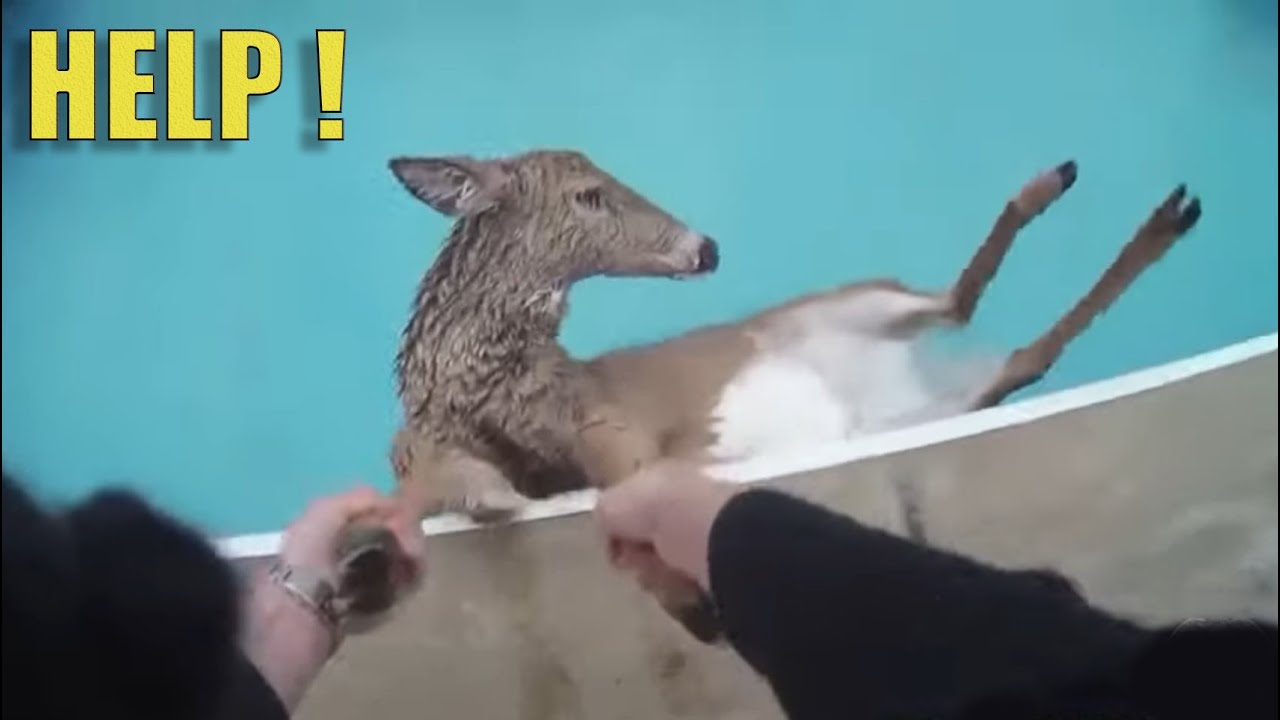 Уникальные кадры спасения животных. Люди помогают животным. Podborkin TV