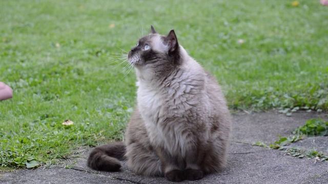 Озверевшие от безнаказанности| разговоры с рекламщиками