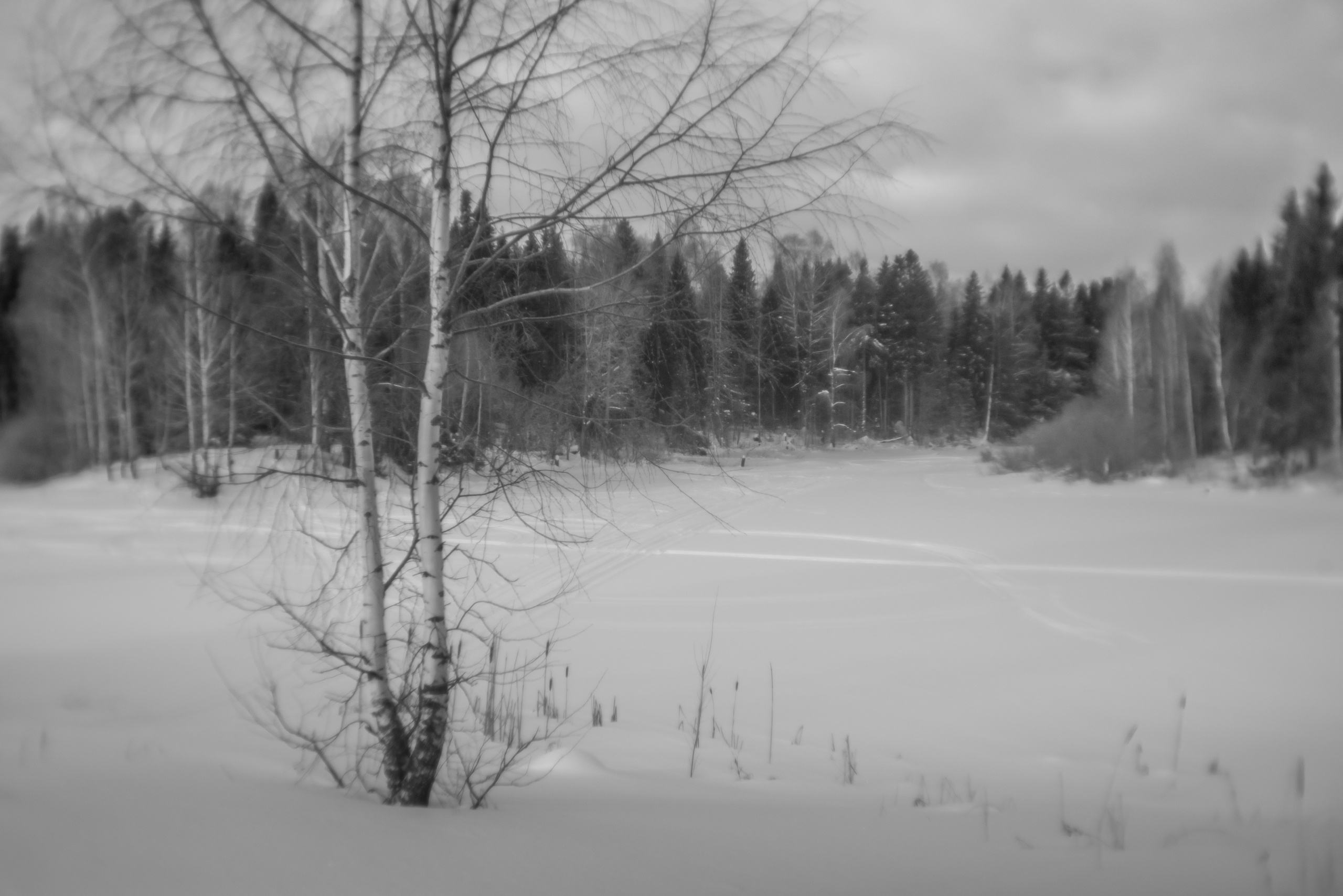 "ЛЕСНАЯ СОНАТА"... (Фото Виктора Руденко (Йошкар-Ола), музыка Сергея Ляпунова)