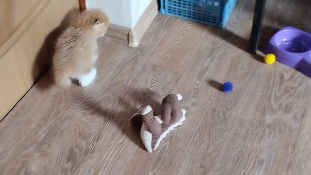 Персик , игрушки все его