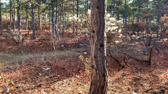 Наташа Краснюк лесное видео