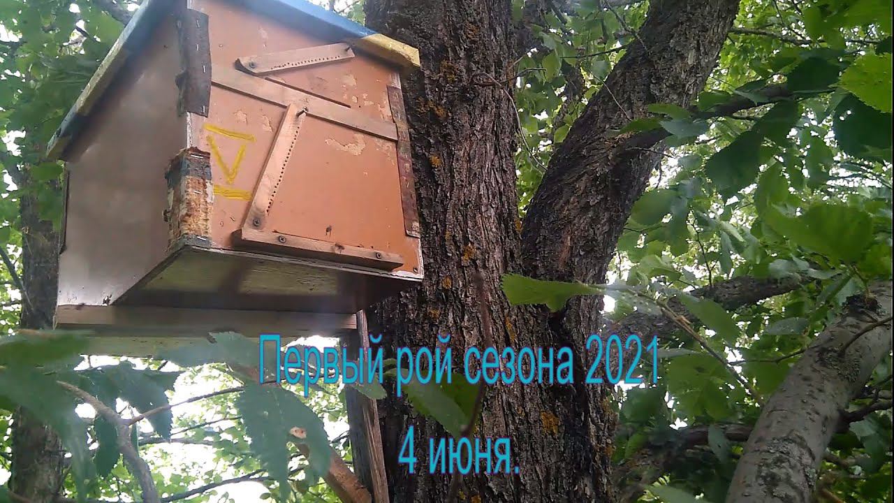 Ловушка сработала.Первый рой сезона 2021.Пчеловодство.