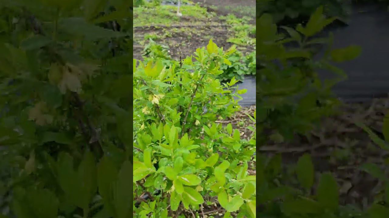 Обзор цветущей жимолости 2023