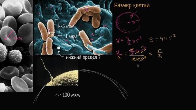 Размер клетки (видео 4)   Строение клетки   Биология.mp4