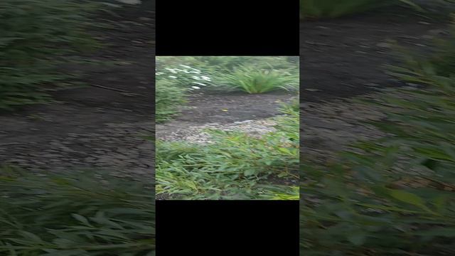 Вечером приехали на дачу