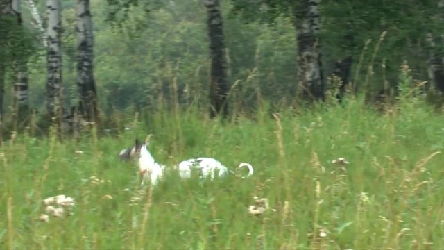 Прогулка с Евой_2014