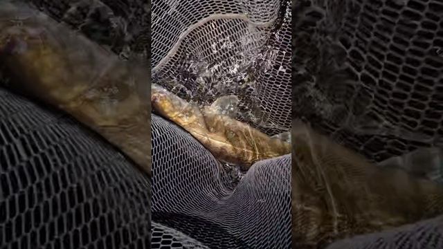РЫБАЛКА. Еще один судак-пятачок