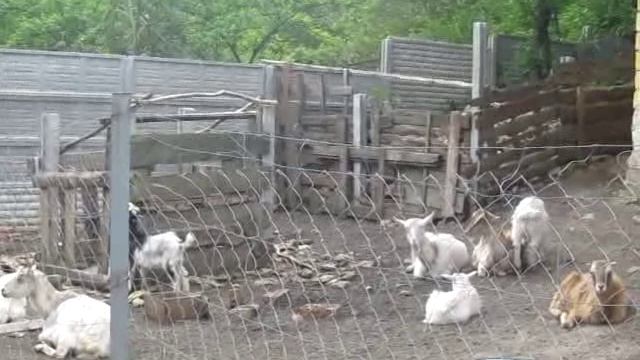 как козочки ложатся возле мам