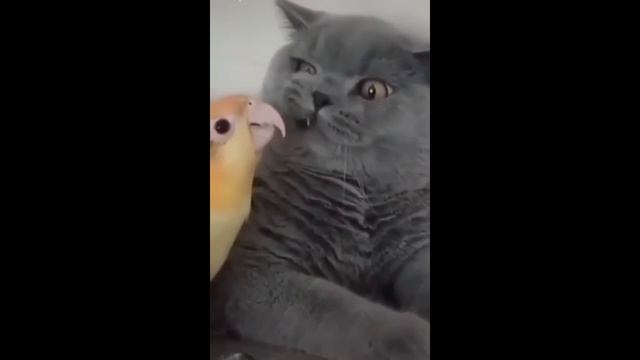 Попугай, кот и попугай.mp4