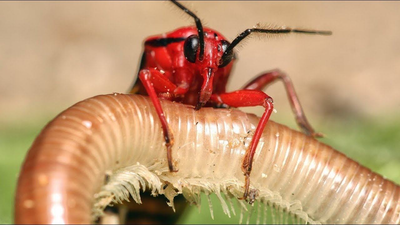 Искусный охотник и непревзойденный мастер маскировки мира насекомых! КЛОП ХИЩНЕЦ В ДЕЛЕ!