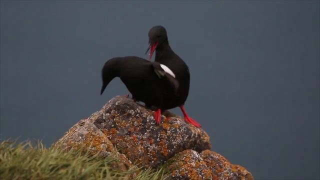 Птицы "Русской Арктики"
