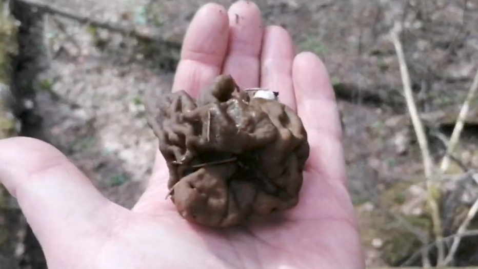 Это НАЧАЛО грибной охоты!)))