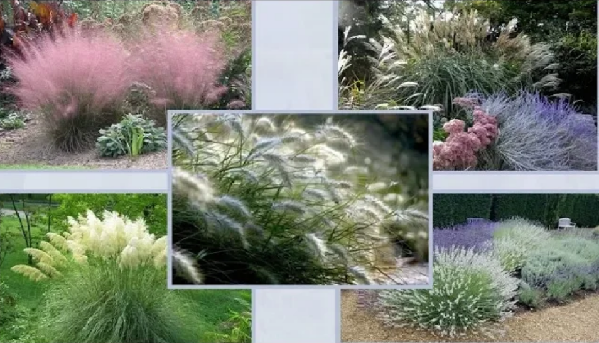 ❀ Декоративные злаки для средней полосы, которые точно не вымерзнут зимой