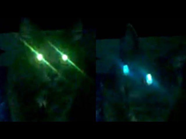 Такого я еще не видел! Разноцветное свечение глаз кошки.