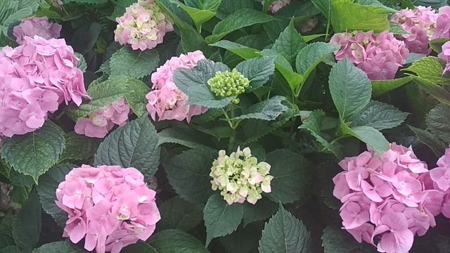 гортензия крупнолистная