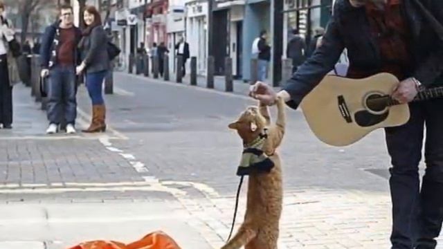 In Memory of A Street Cat Named Bob