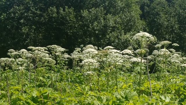 Жаль, что это не гигантские Одуванчики.