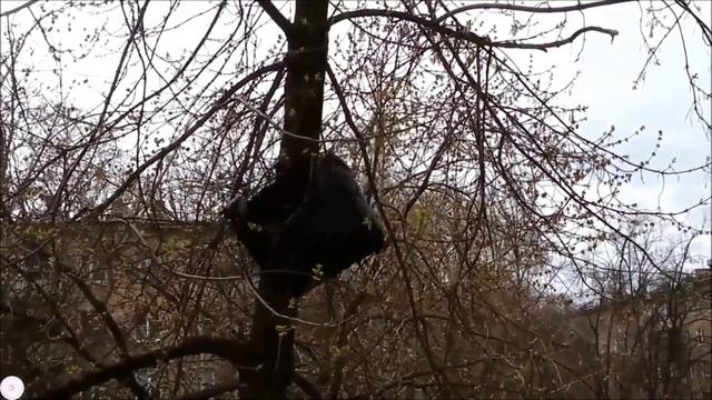 Черный пакет