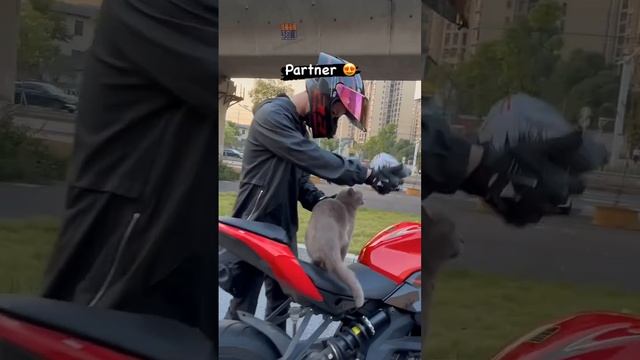 Це Круто  This is so cool #explore #cat #rider