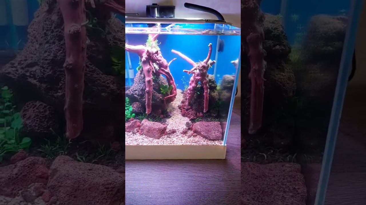 Запустил #аквариум #травник на меристемных растениях #аквариумдома #аквариумистика #акваскейп