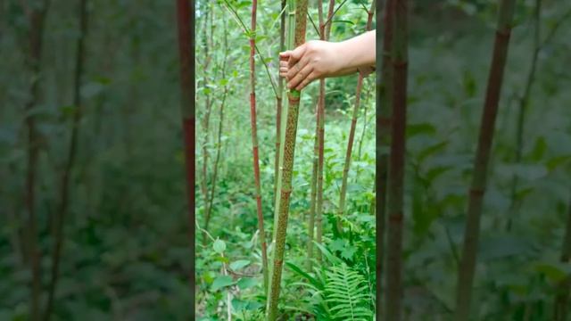 Сочный хруст свежего бамбука.