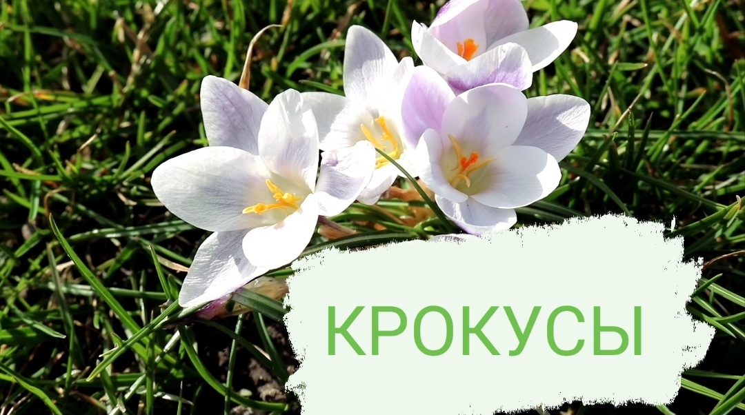 КРОКУСЫ?