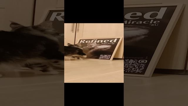 Talents and fans Тланты и поклонники