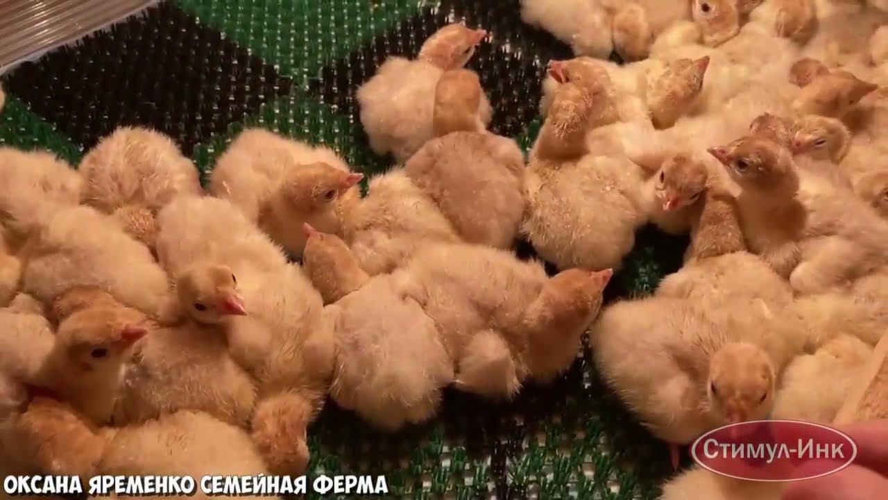 Вывод индюшат и голошеек из инкубатора Стимул-1000М1У