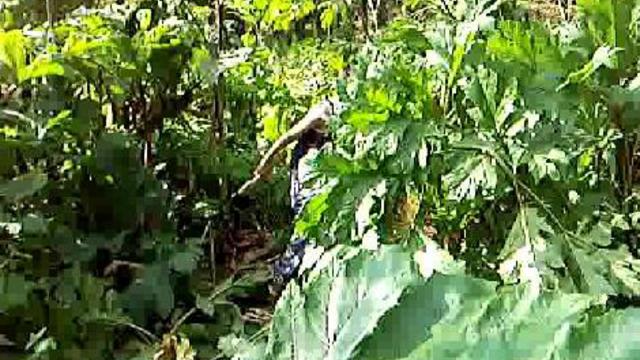 Заросли борщевика