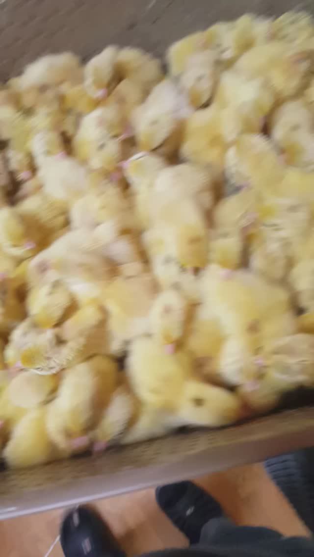 пересадка перепелят (живой ковер)