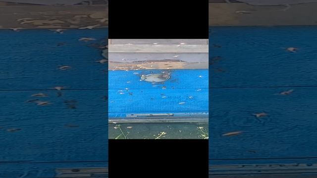 Орлята(пчёлки) учится летать