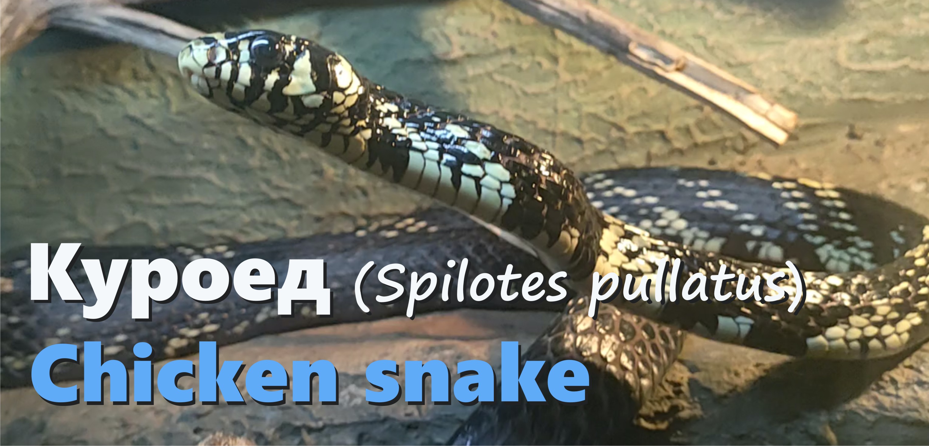 Змея куроед. Московский зоопарк.
Сhicken snake (Spilotes pullatus). Moscow Zoo.