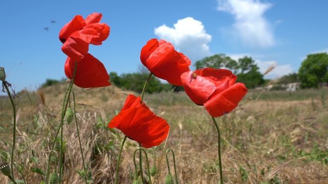 Крымские маки